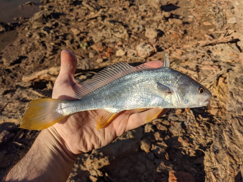 Scale Croaker (Nibea squamosa) - Marine Life Identification