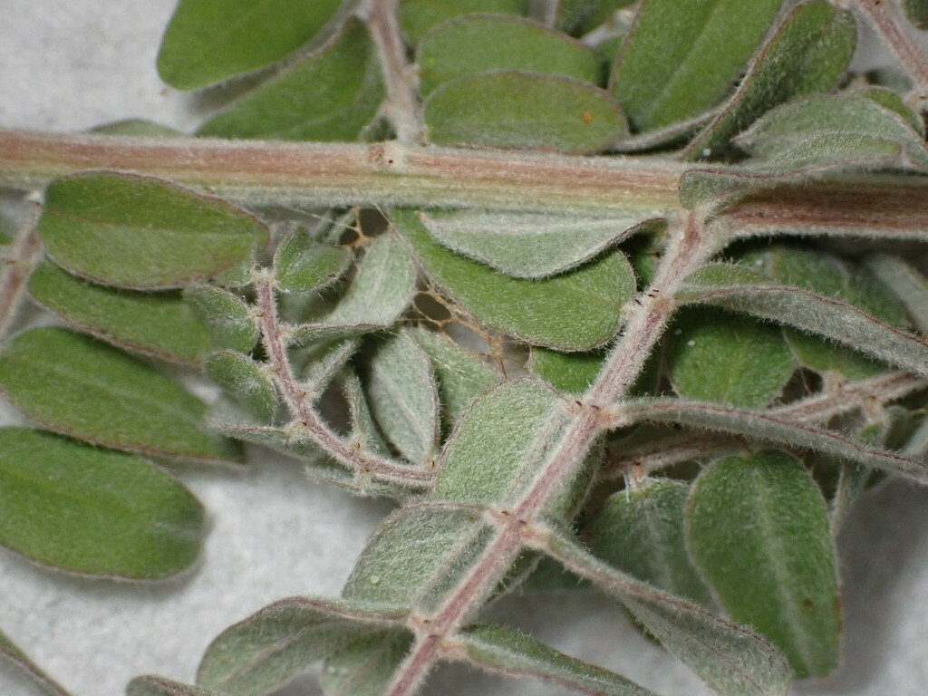 Whitney's Underwing in June 2023 by Angus Mossman. Feeding on Amorpha ...