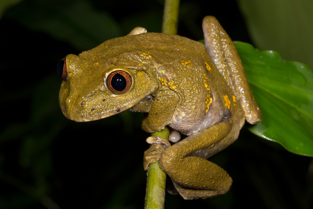 Palm Forest Tree Frog in October 2020 by Luke Verburgt · iNaturalist