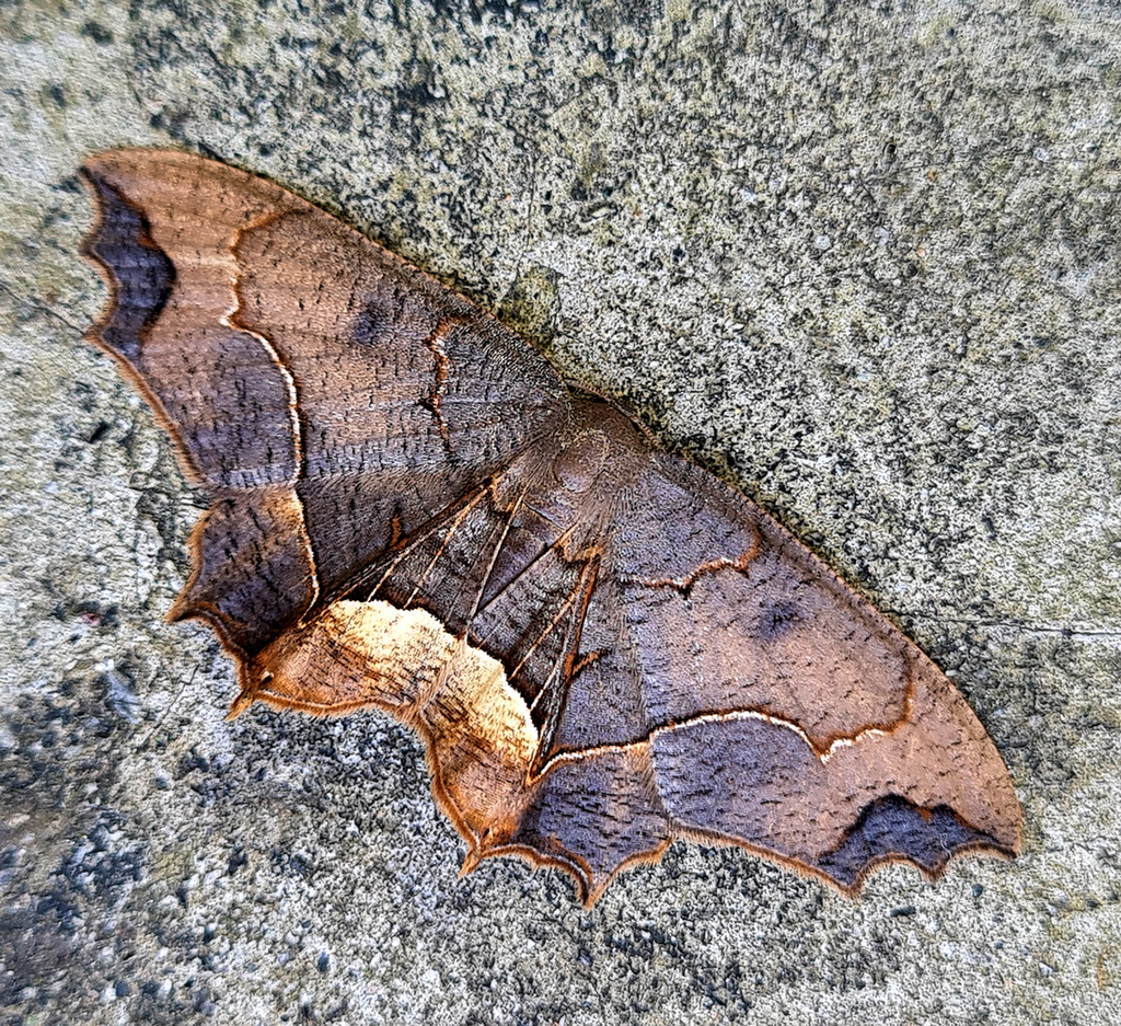Epiplema from Upper Sichey, Gangtok, Sikkim, India on October 21, 2023 ...