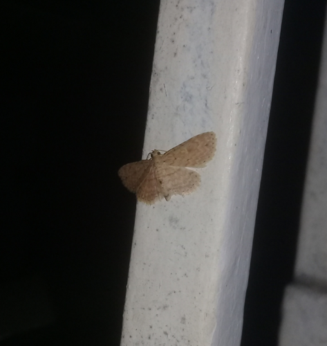 Acidaliodes infantilis · iNaturalist