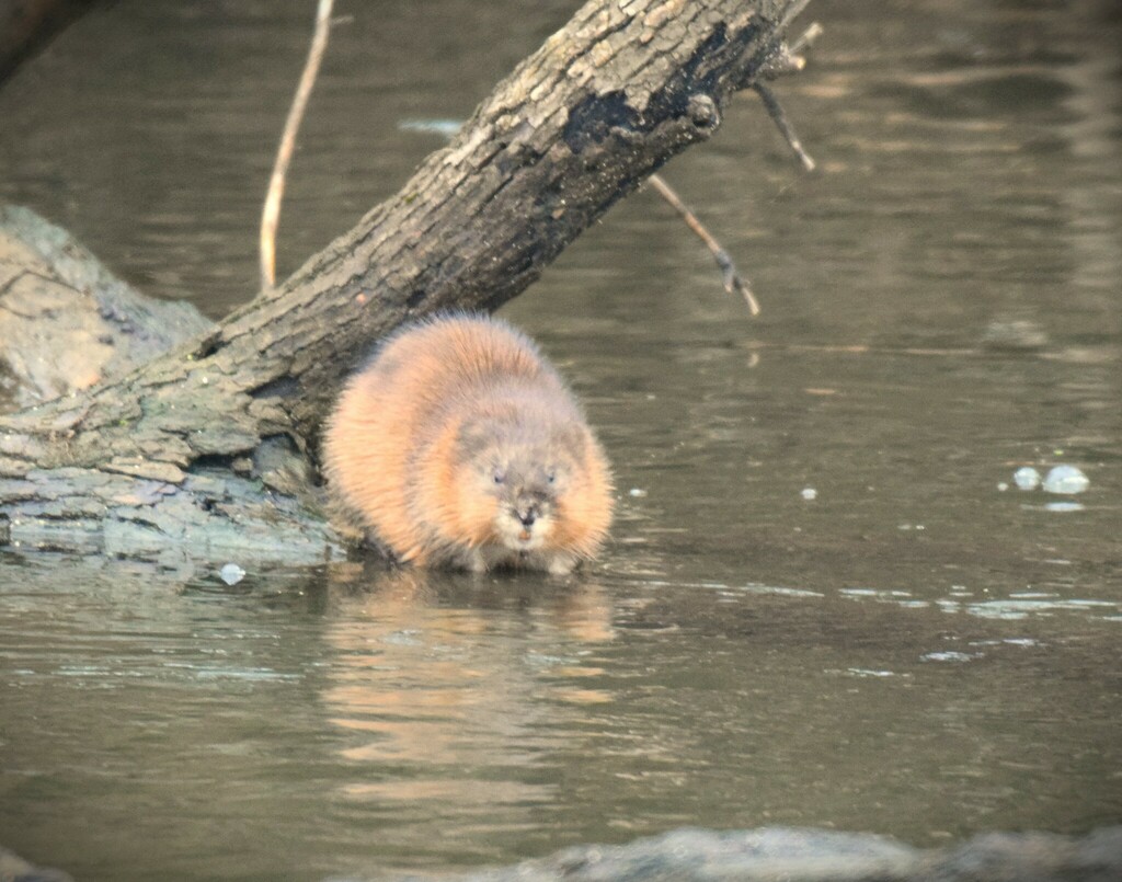Muskrat from Lake County, IL, USA on December 24, 2023 at 12:00 PM by ...