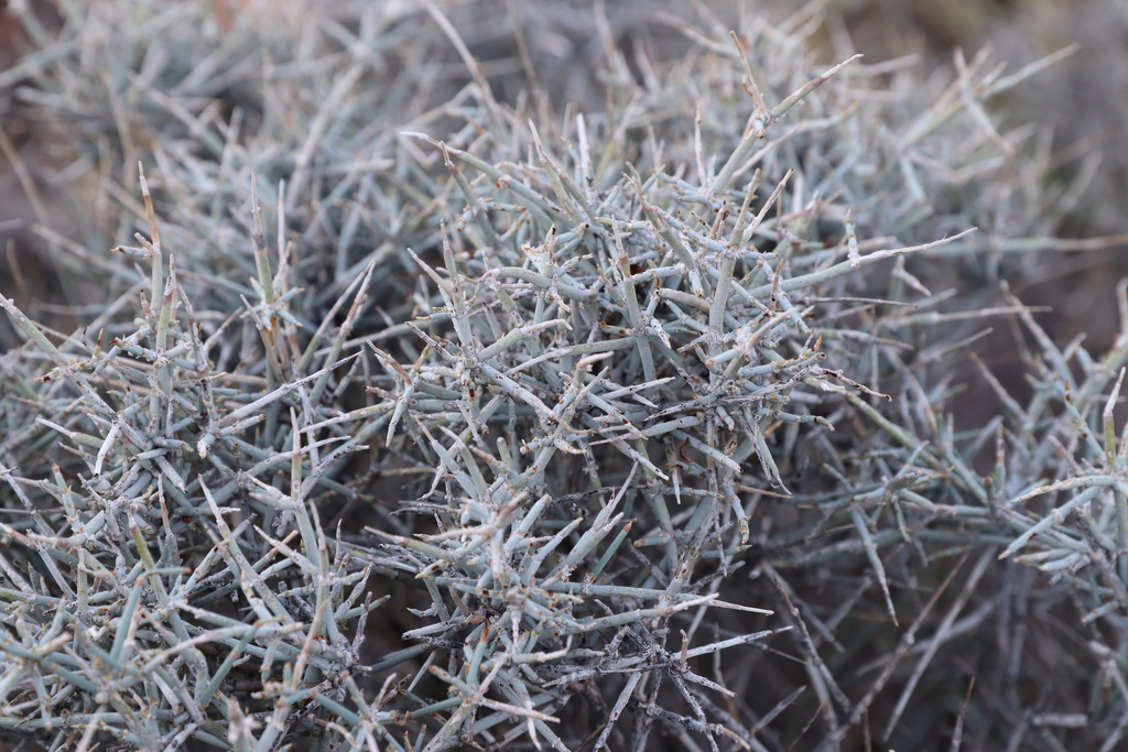 Spiny Menodora from 美国加利福尼亚因约县 on December 19, 2023 at 03:05 PM by ...