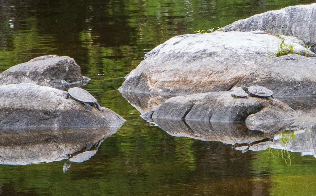 Northern Map Turtle in June 2023 by Jakob Mueller. Group of 5 turtles ...