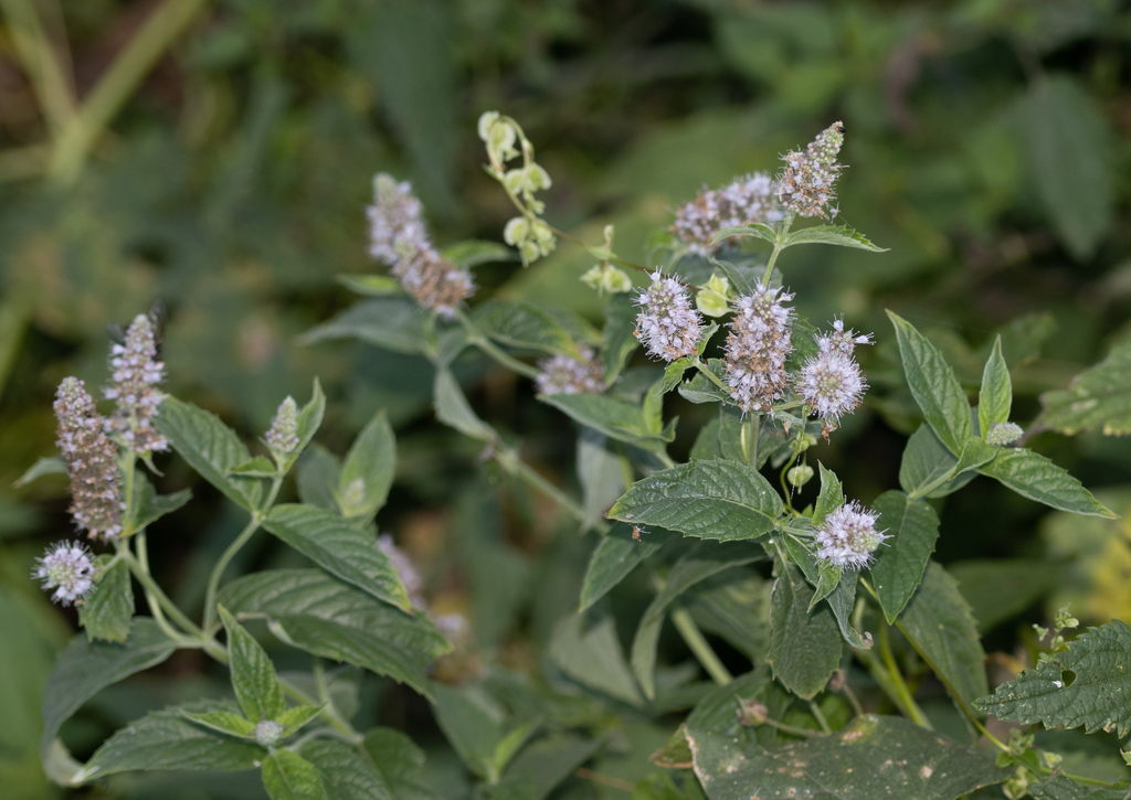 Horse Mint from Києво-Святошинський район, Київська обл., Україна on ...