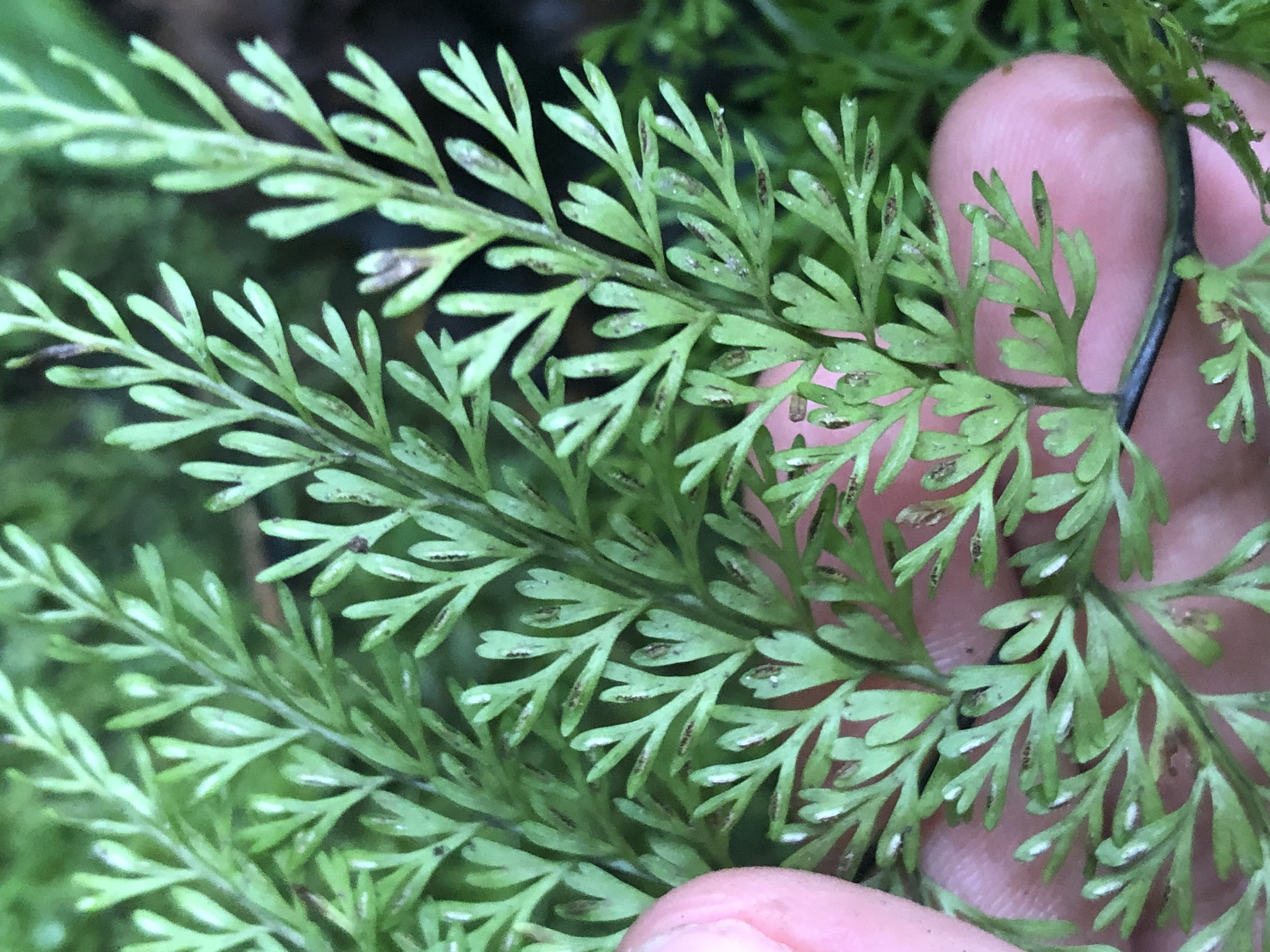 Asplenium fragrans Sw.