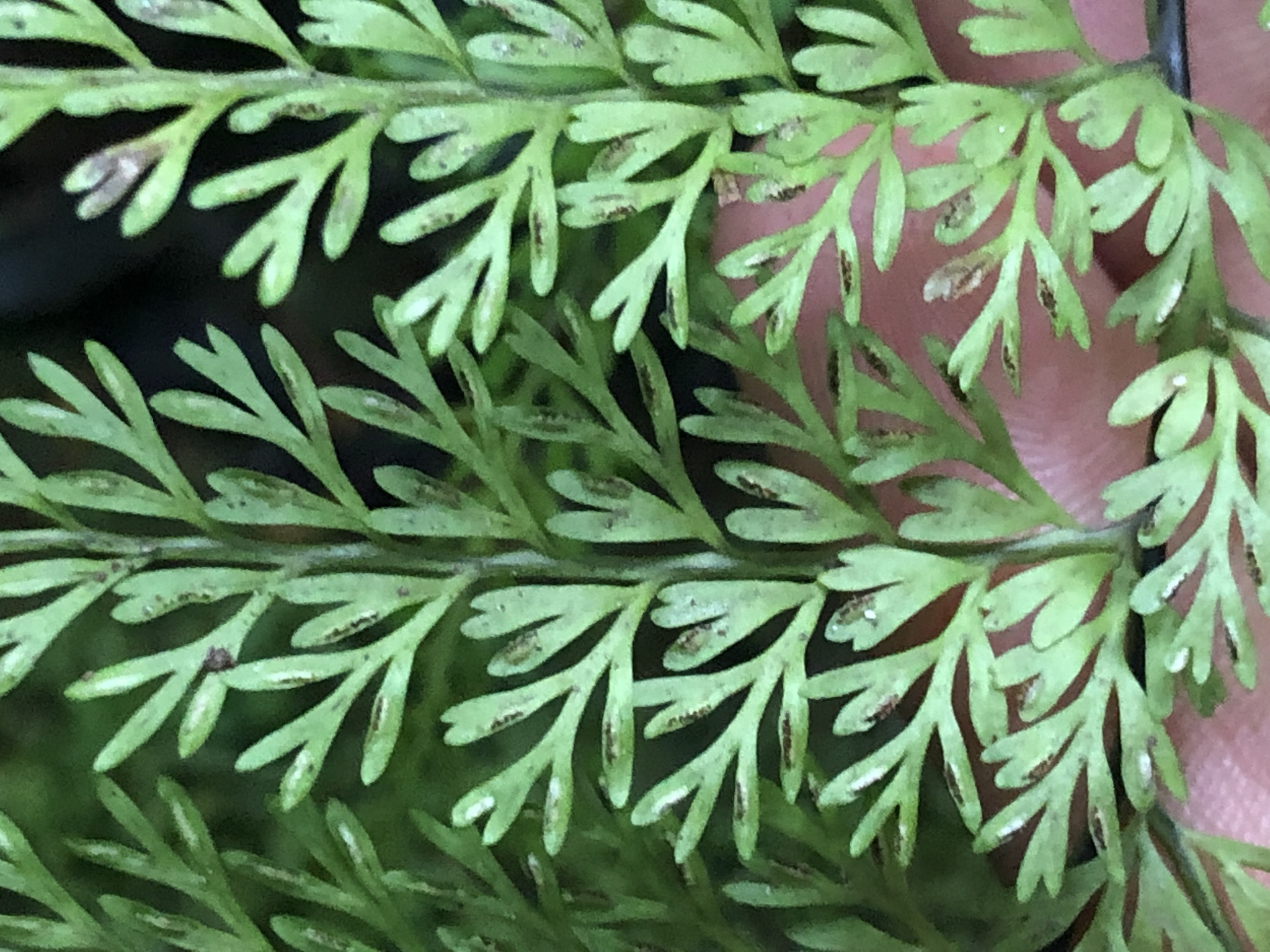 Asplenium fragrans Sw.