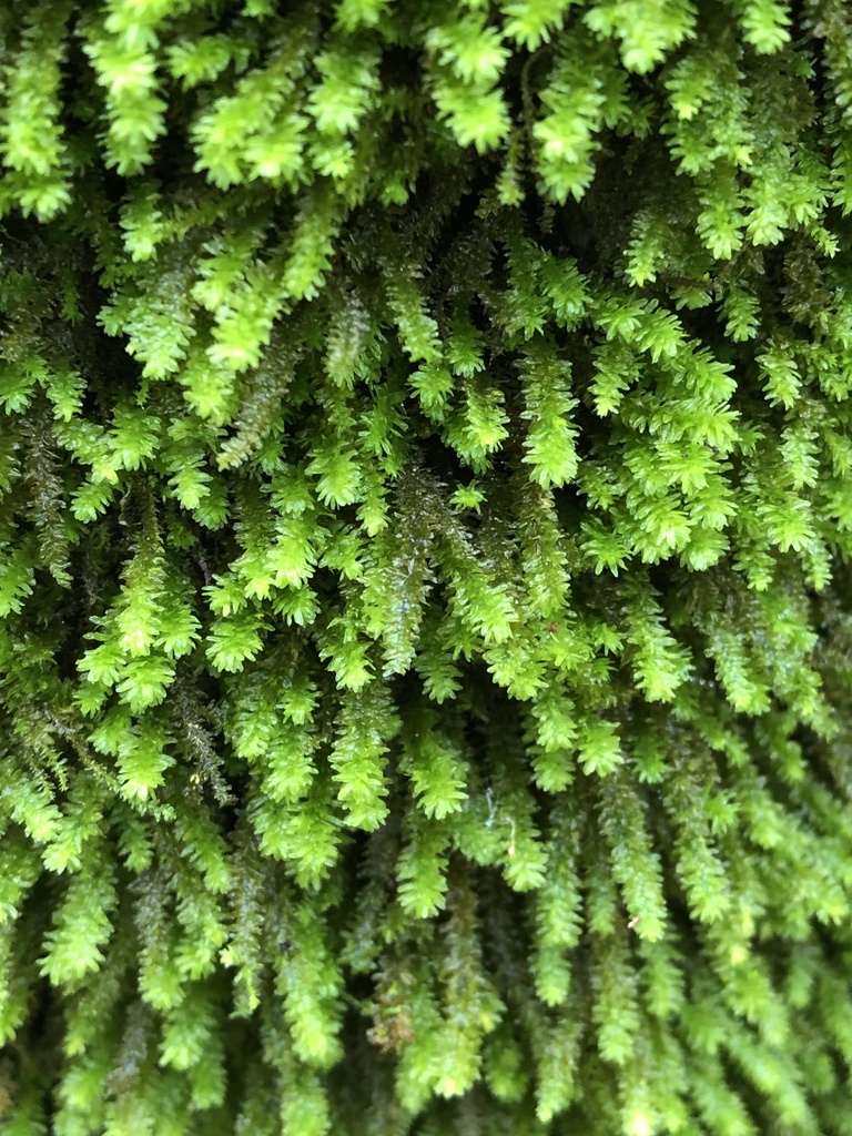 Dwarf Anomodon Moss from Midland, MI, US on December 25, 2023 at 10:16 ...