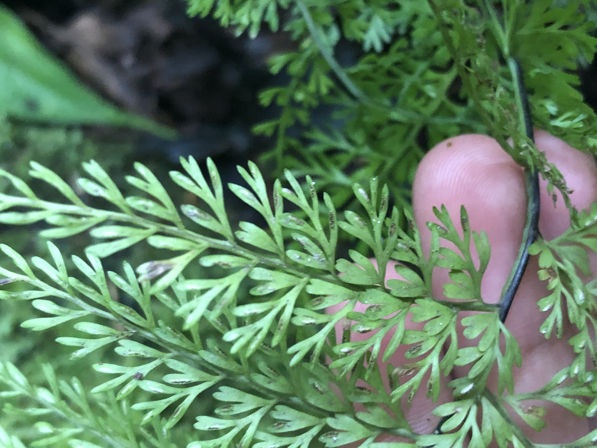Asplenium fragrans Sw.