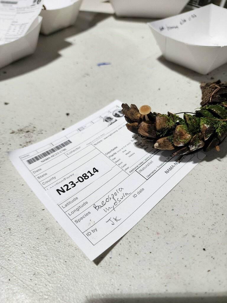 Conifercone Cap from Henderson County, NC, USA on August 26, 2023 at 07 ...