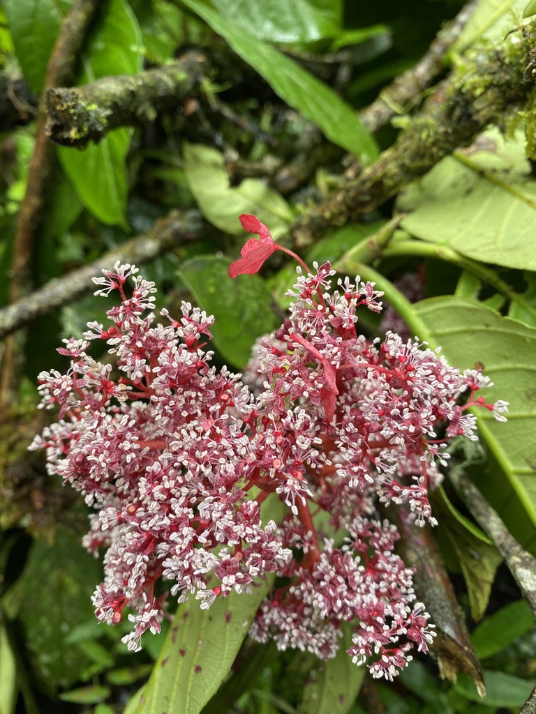 Hydrangea peruviana from El Chaco, Napo, EC on December 25, 2023 at 11: ...