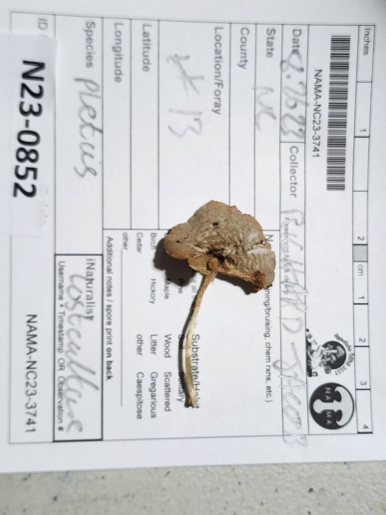 Pluteus hongoi from Henderson County, NC, USA on August 26, 2023 at 11: ...