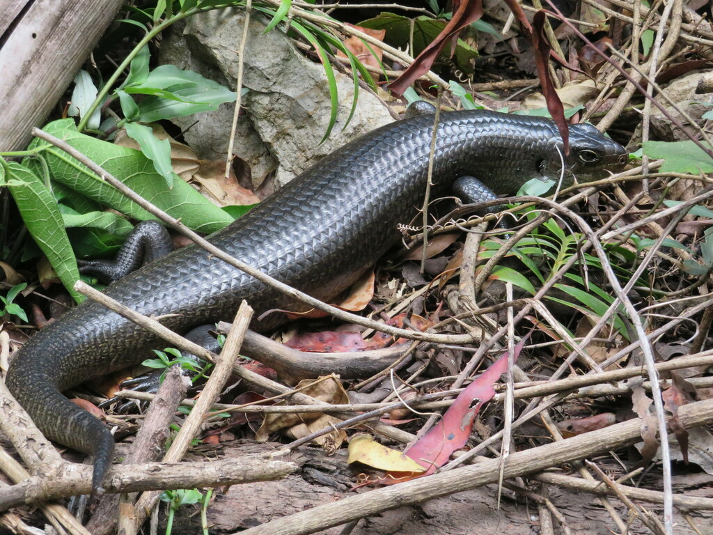 Land Mullet from Springbrook QLD 4213, Australia on December 23, 2023 ...