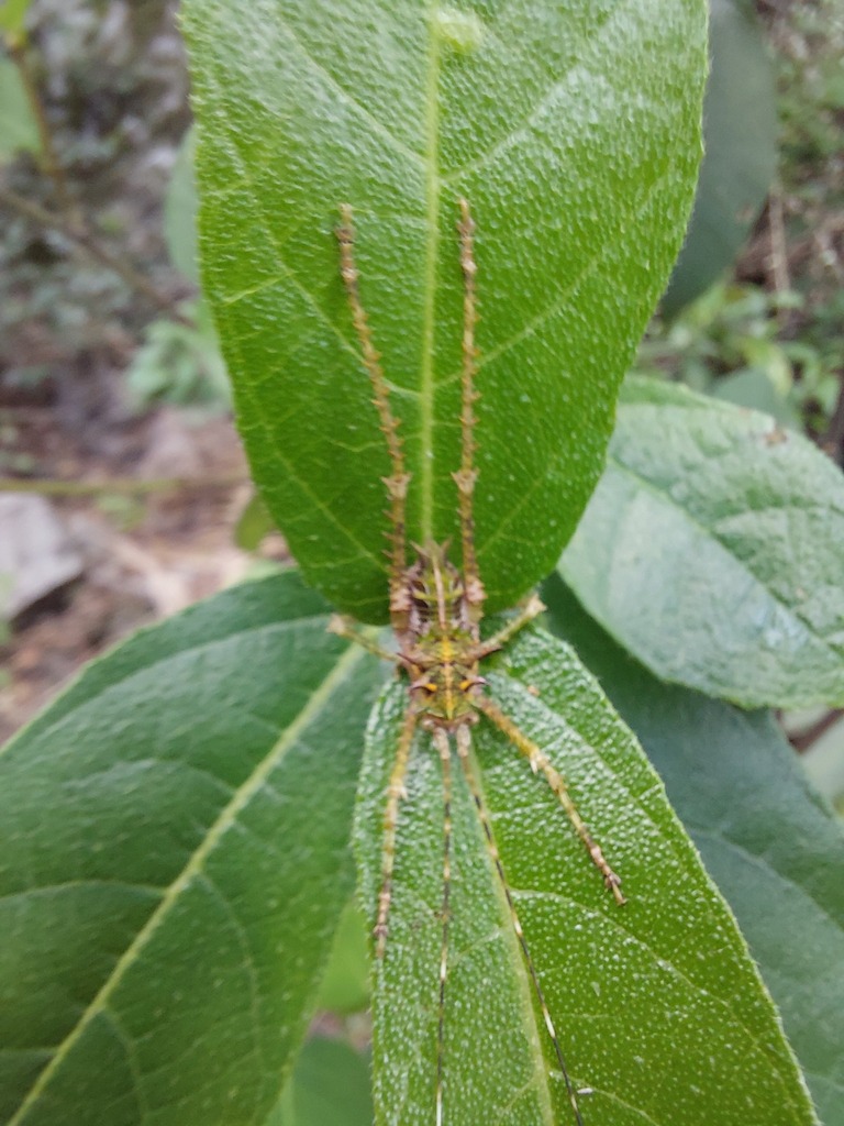 Insects from Springbrook QLD 4213, Australia on December 23, 2023 at 01 ...