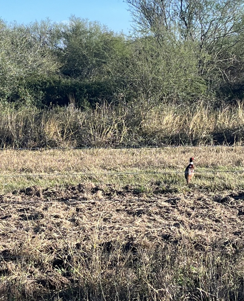 Ring-necked Pheasant from County Road 103, Columbus, TX, US on December ...