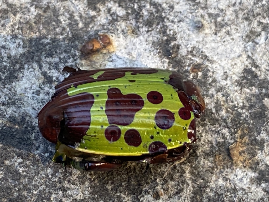 Water, Rove, Scarab, Long-horned, Leaf, and Snout Beetles from Parque ...