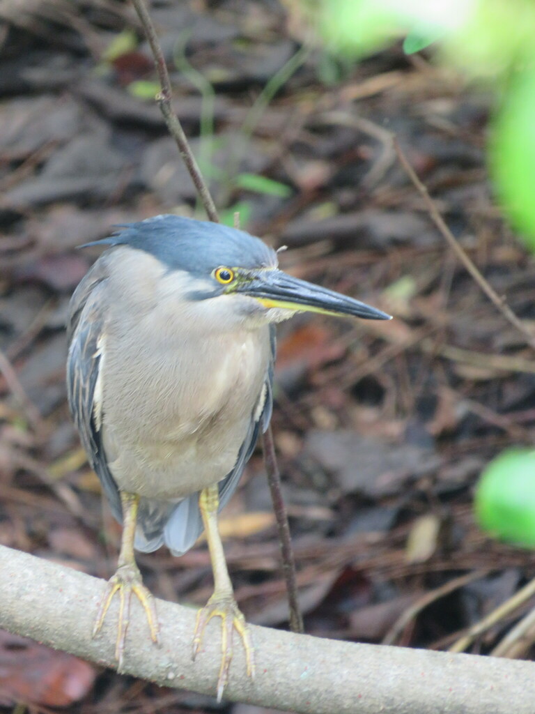 Striated Heron from Gold Coast QLD, Australia on December 24, 2023 at ...