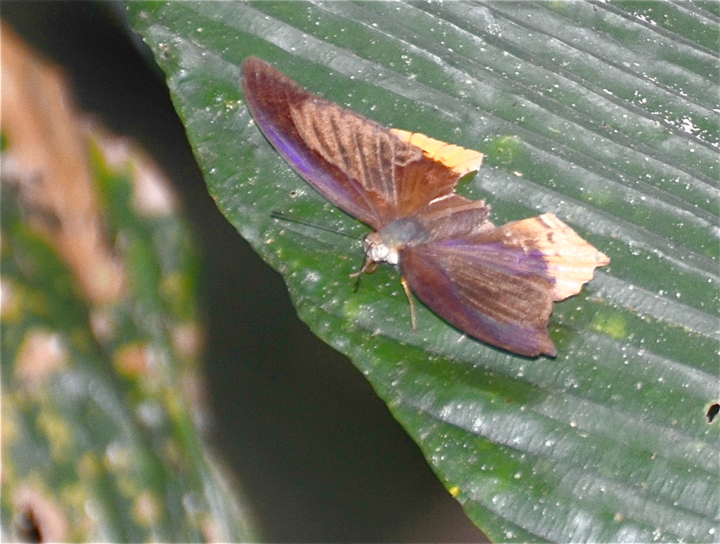 Malayan Assyrian from Gunung Mulu National Park, Sarawak, Malaysia on ...