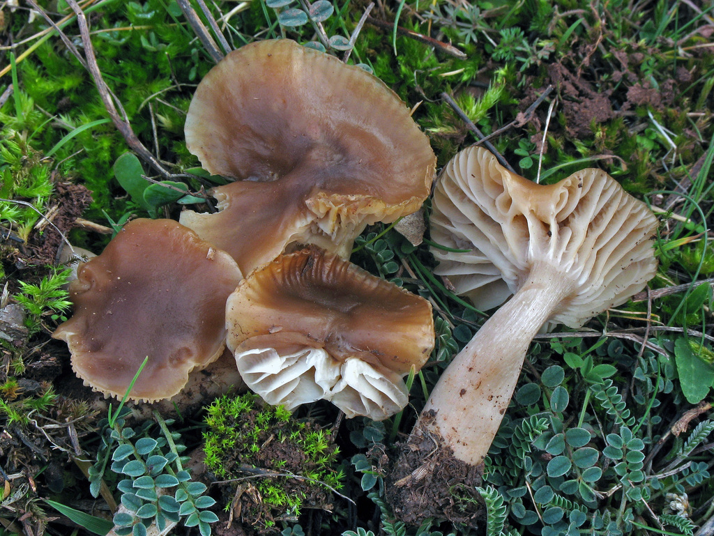 Toasted Waxcap in December 2014 by Luis Ballester. prado · iNaturalist