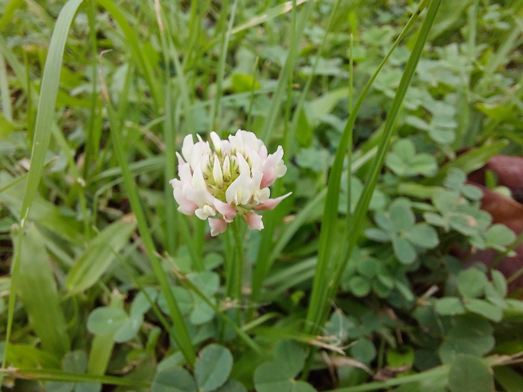 white clover from Gold Coast QLD, Australia on December 24, 2023 at 10: ...