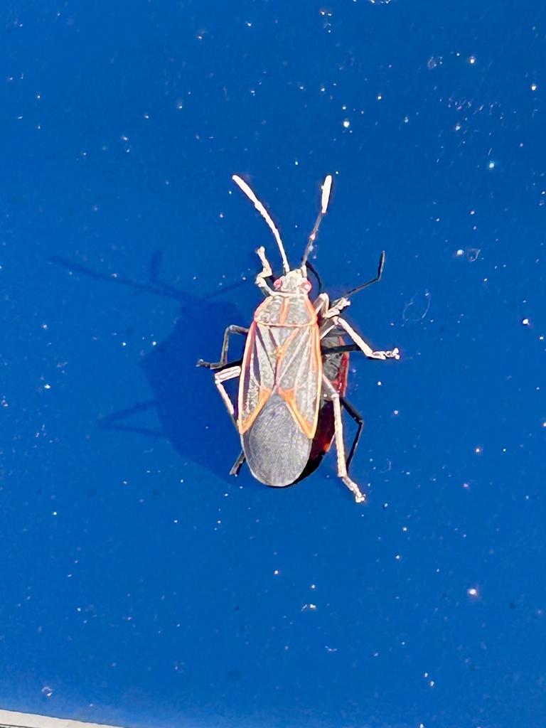 Eastern Boxelder Bug from 52nd St N, Birmingham, AL, US on December 23 ...