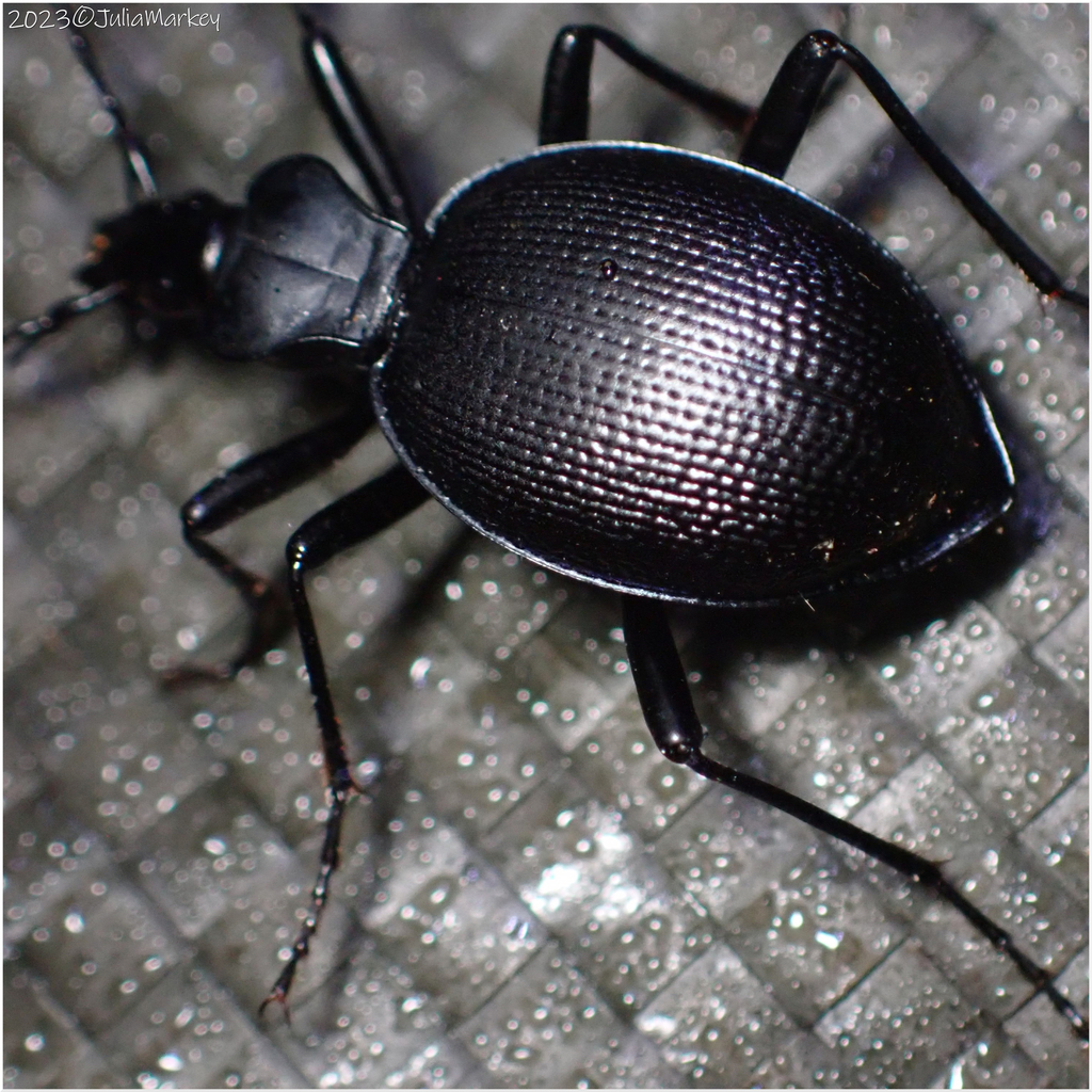 Pore-winged Snail-eating Beetle from Orange County, CA, USA on December ...