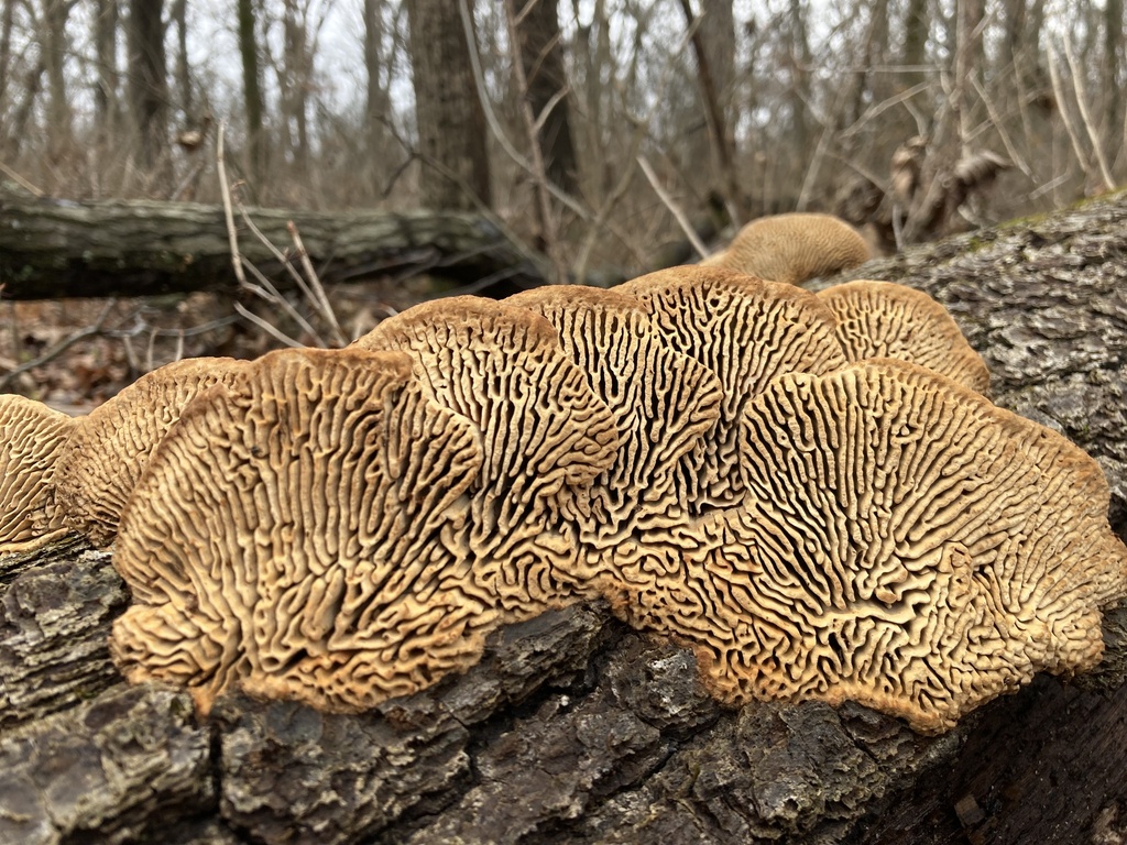 Oak mazegill in December 2023 by Daniel Pohl · iNaturalist