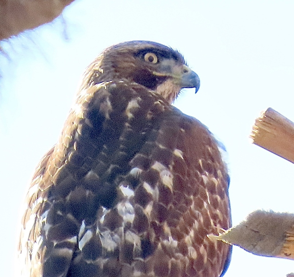 Red-tailed Hawk from Signal Ct, Palm Desert, CA, US on December 25 ...