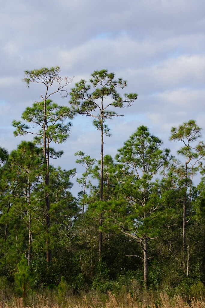 South Florida slash pine from Miami-Dade County, FL, USA on December 20 ...