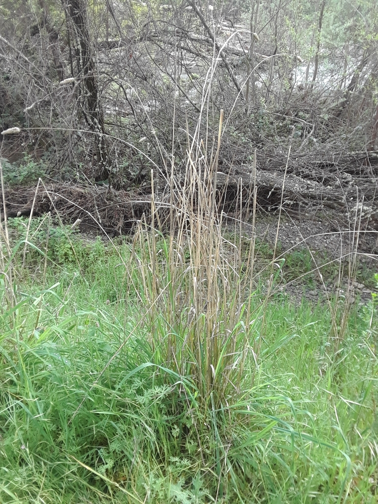 Harding grass (Spring weeds at Arastradero) · iNaturalist