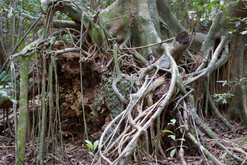 Florida Strangler Fig from Miami-Dade County, FL, USA on December 20 ...
