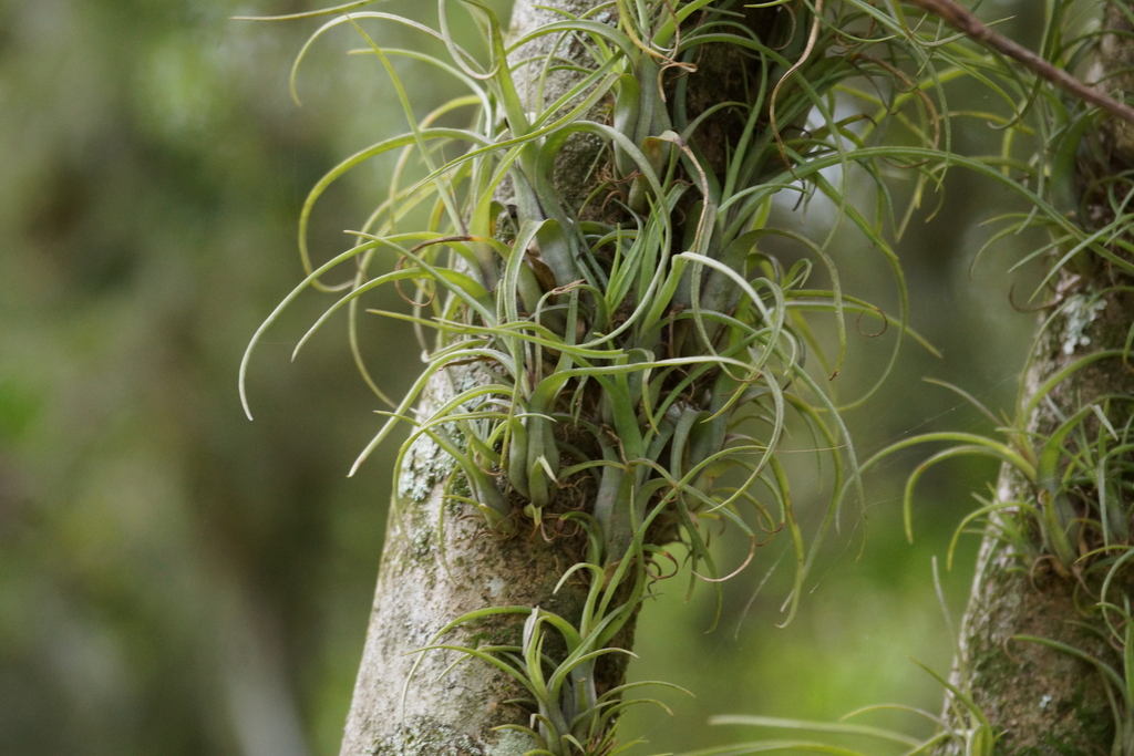 Balbis' airplant in December 2023 by Max Ramey · iNaturalist