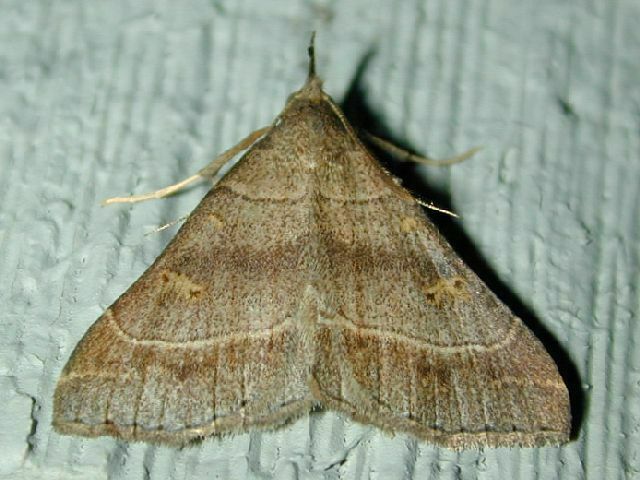 Yellow-spotted Renia Moth from Floyd Bennet Field, Brooklyn, NY, USA on ...