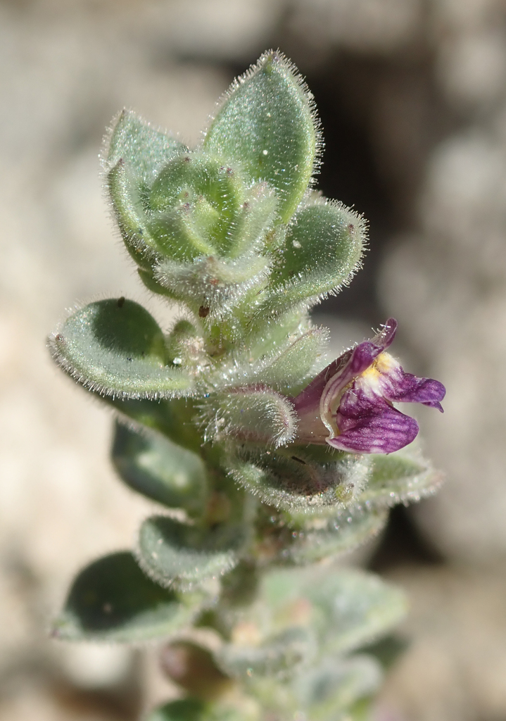deep canyon snapdragon in December 2023 by Keir Morse · iNaturalist