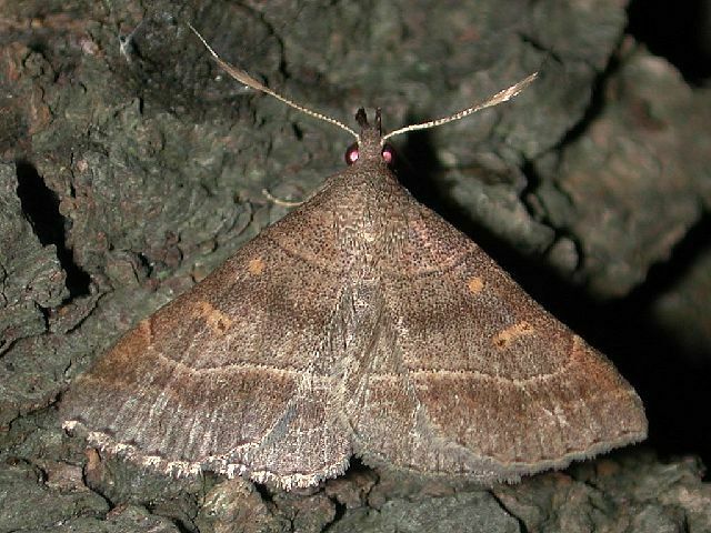 Yellow-spotted Renia Moth from Jamaica Bay Wildlife Refuge, Queens, NY ...