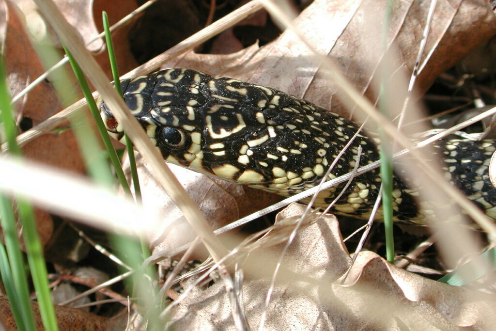 Green Whip Snake from 42520 Bessey, France on March 31, 2009 at 12:59 ...