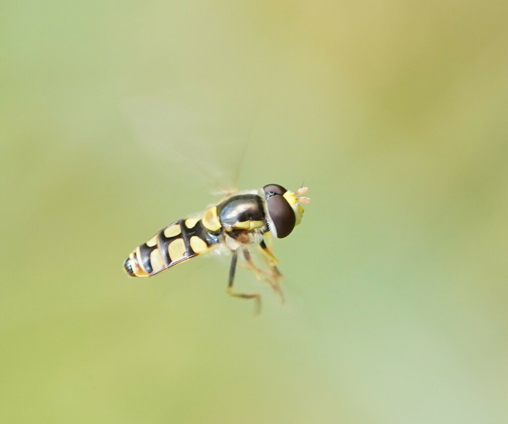 Yellow-shouldered Stout Hover Fly from Wonga Park VIC 3115, Australia ...