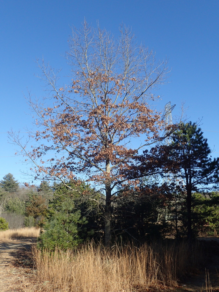 scarlet oak from Sharon, MA, USA on December 25, 2023 at 01:26 PM by ...