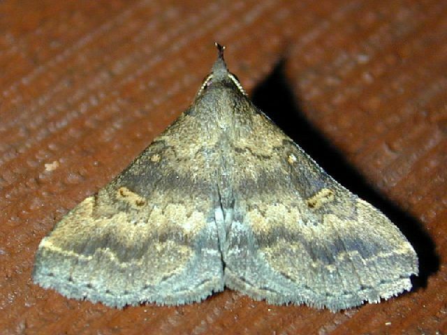 Sociable Renia Moth from Bill Paterson Nature Center, Muttontown ...