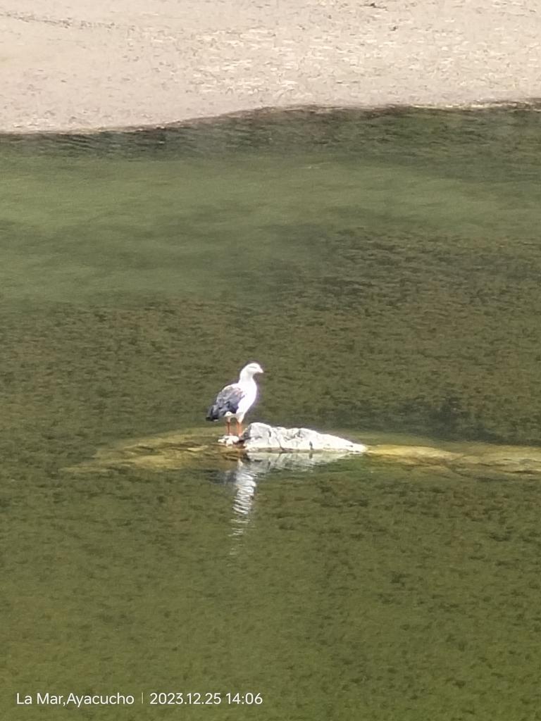 Andean Goose from Chungui, 05270, Perú on December 25, 2023 at 02:05 PM ...