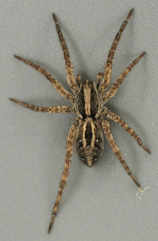 lance wolf spider from Milam County, TX, USA on December 24, 2023 at 07 ...