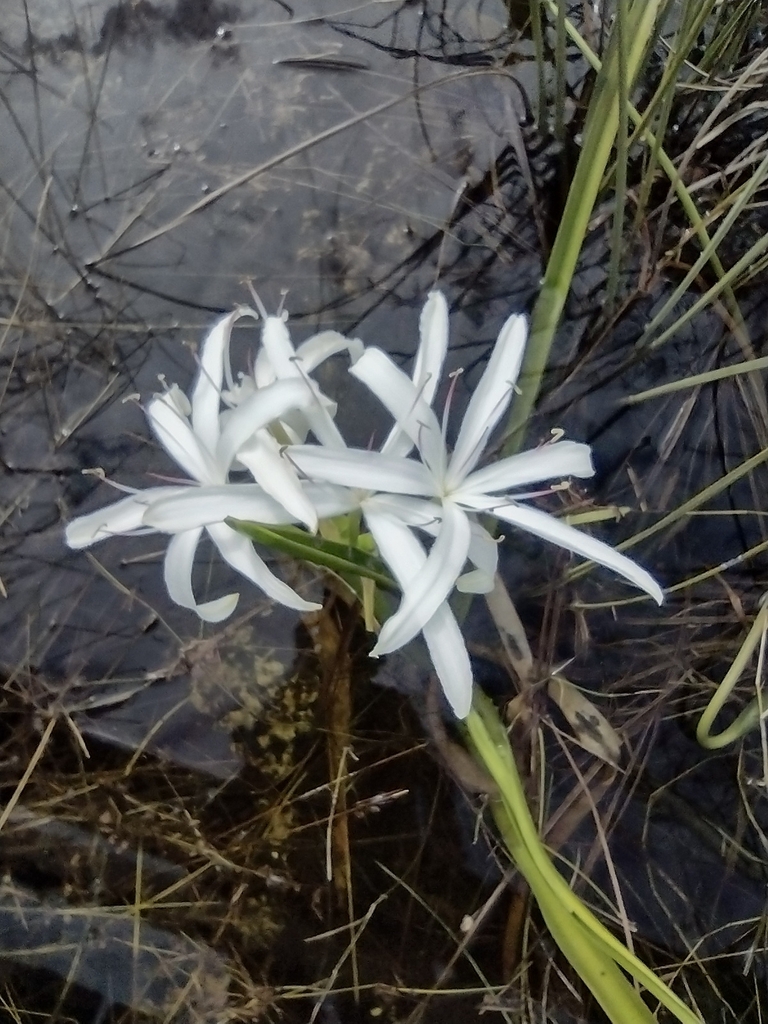 Southern Swamp Crinum from Miami-Dade County, FL, USA on December 21 ...
