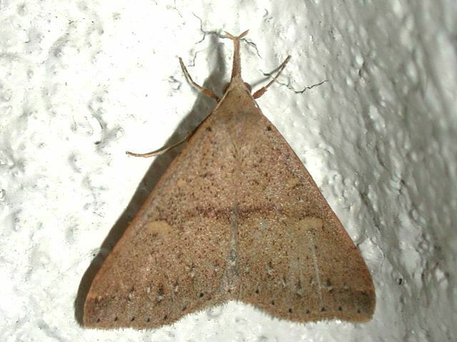 Dotted Renia Moth from Ward Pound Ridge - Pell Hill, Westchester County ...