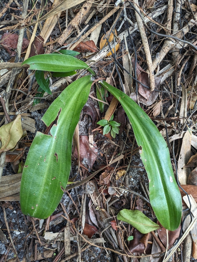 Leafless Beaked Lady Orchid in December 2023 by Logan Crees · iNaturalist