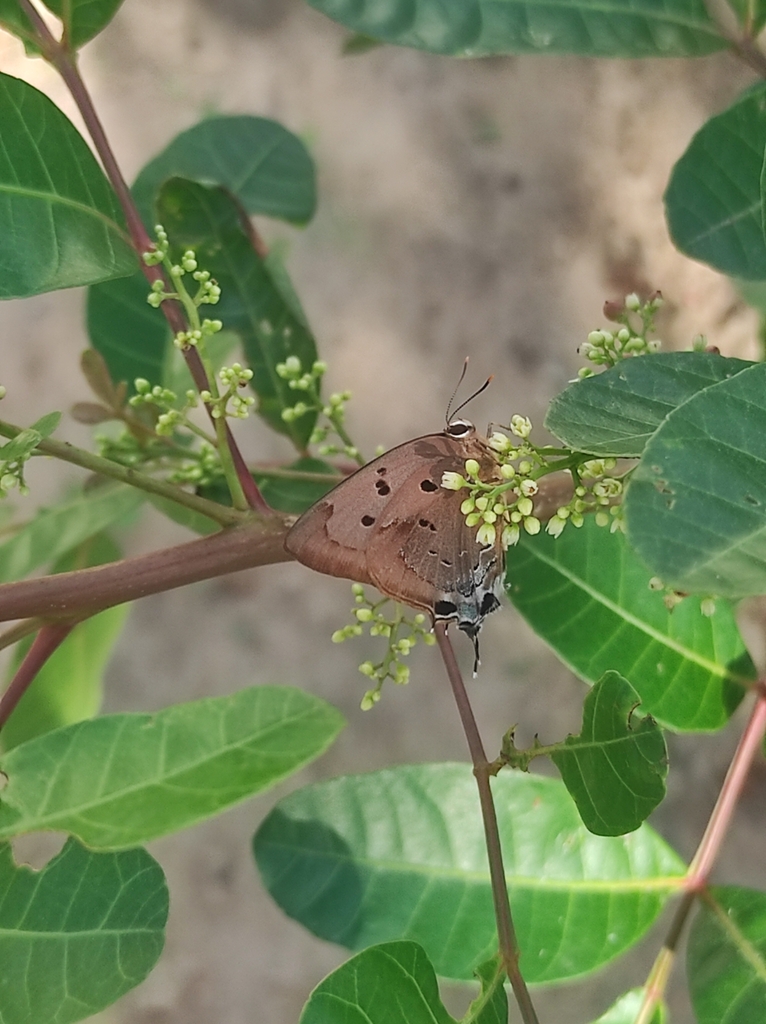 Atlides rustan from Valente, BR-BA, BR on July 15, 2023 at 03:16 PM by ...