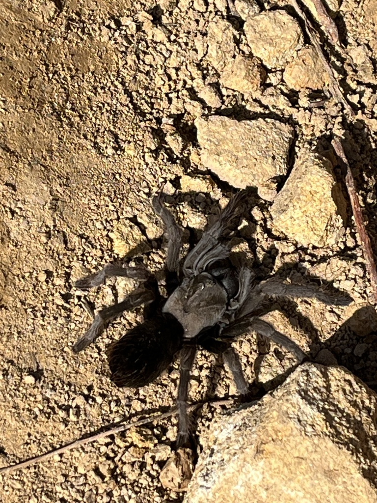 Aphonopelma in December 2023 by lorrainebubarscs · iNaturalist
