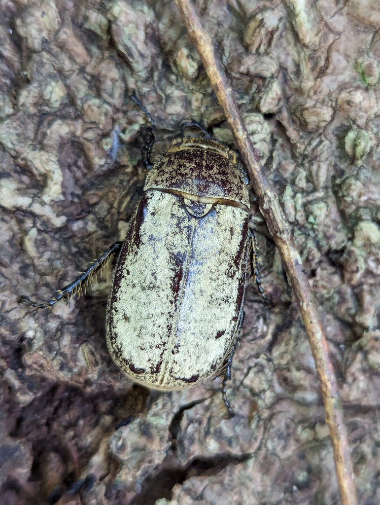 Greyback Cane Beetle from Innisfail QLD 4860, Australia on December 25 ...