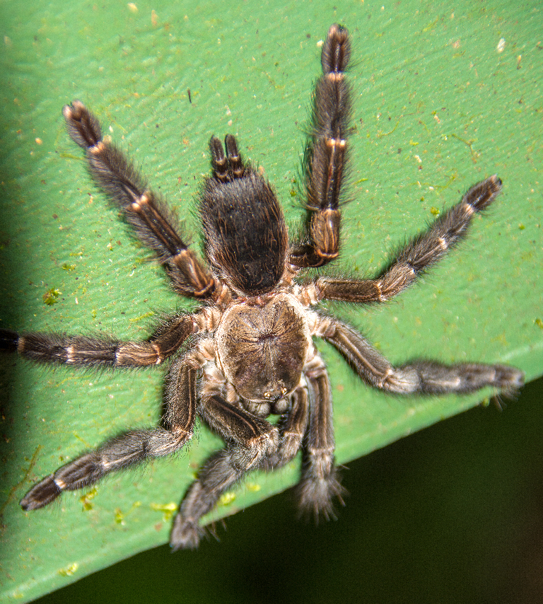 Costa Rican orangemouth tarantula from Alajuela Province, San Carlos ...