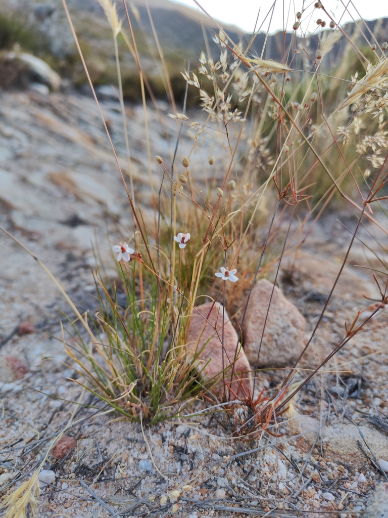 Common Spookasem from Breede River DC, Südafrika on December 19, 2023 ...