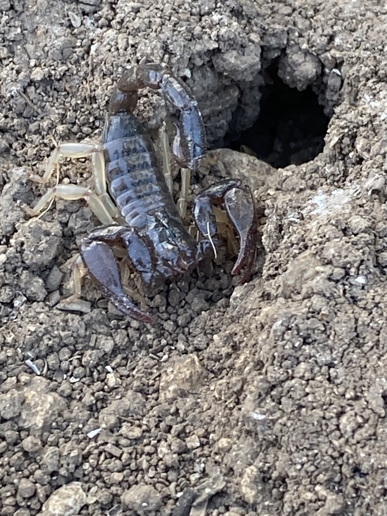 Jericho Scorpion from Ramat Beit Shemesh Alef, Beit Shemesh, Jerusalem ...